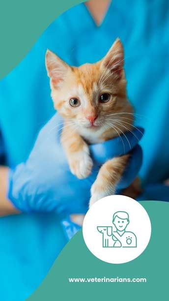 Unleash Your Brand's Potential with Stunning Vet Social Media Covers!