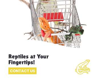 Enhance Your Reptile Shops Business with Top Web Ads Designs