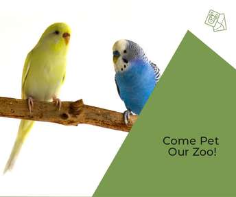 Top Web Ads Templates for Your Petting Zoos Business!