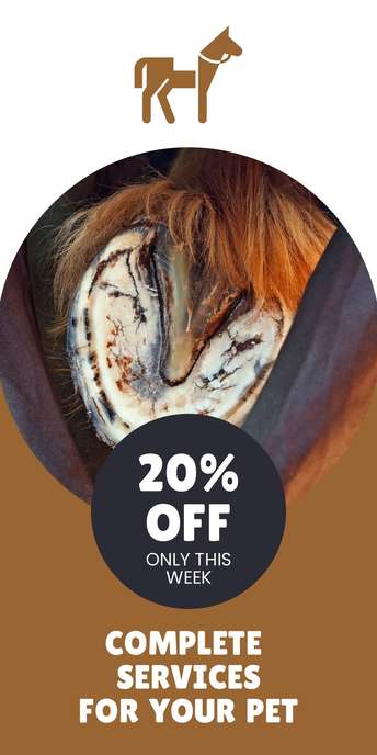 Launch Your Farriers Business with Web Ads Editable Designs!