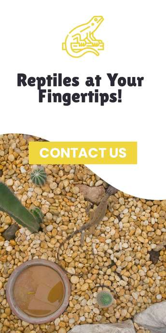Enhance Your Reptile Shops Business with Top Web Ads Designs