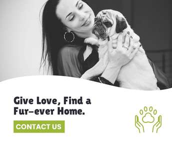 Paw-some Pet Adoption Ads: Boost Your Business with Branded Designs!
